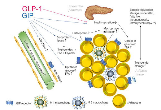 A pathophysiological update of the incretins