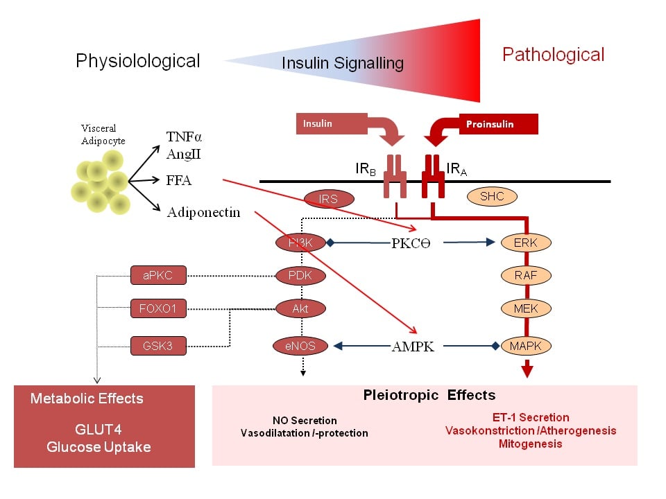 Pathways of Diabetes: Beta cell dysfunction and insulin signalling