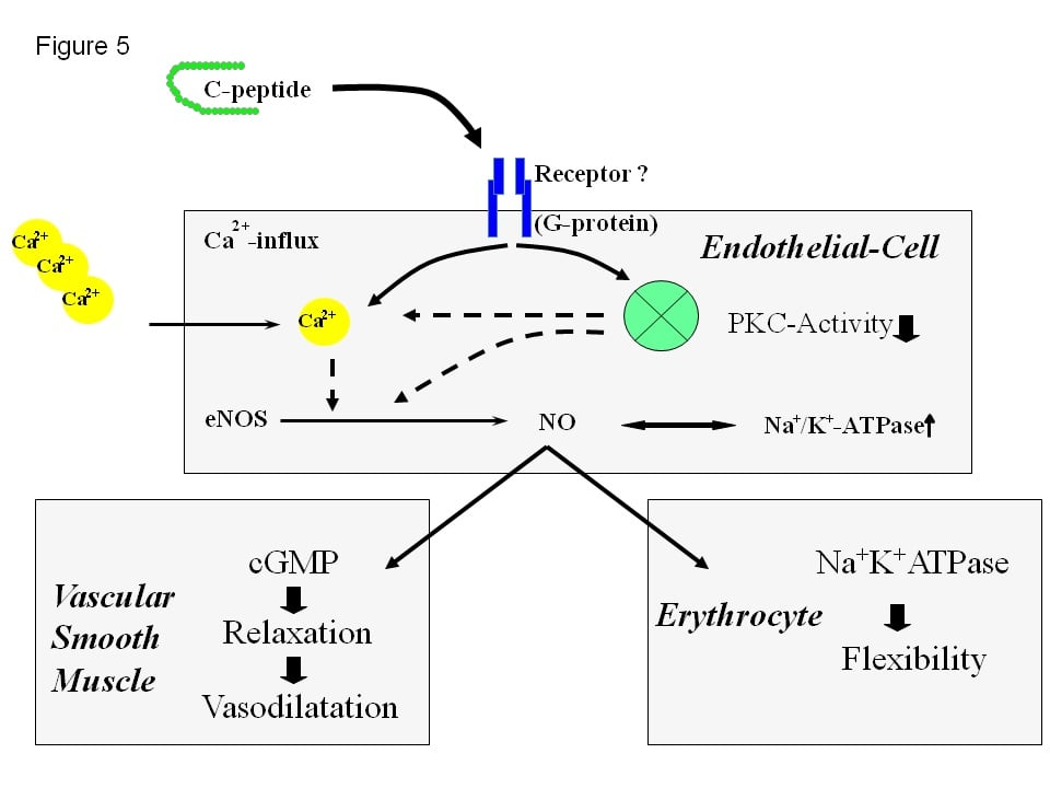 Pathways of Diabetes: Beta cell dysfunction and insulin signalling